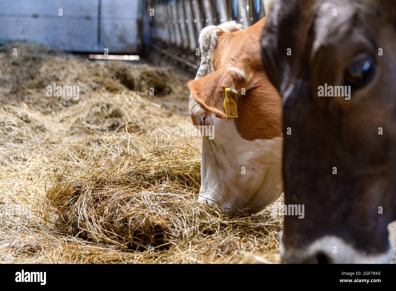 Cows eating hay in barn on a farm Stock Photo - Alamy