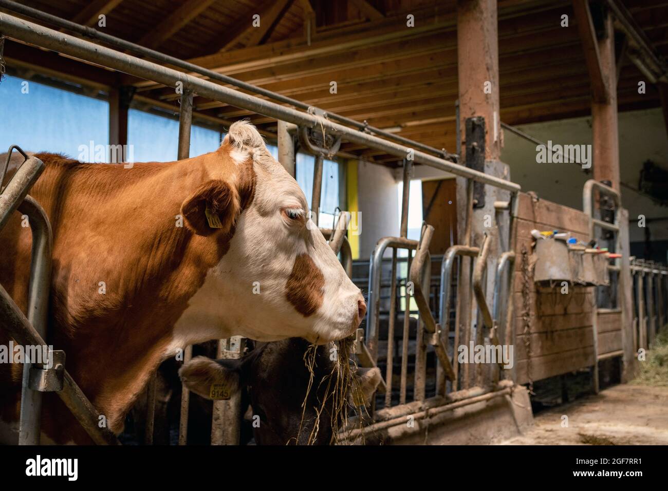 Cows eating hay in barn on a farm Stock Photo - Alamy