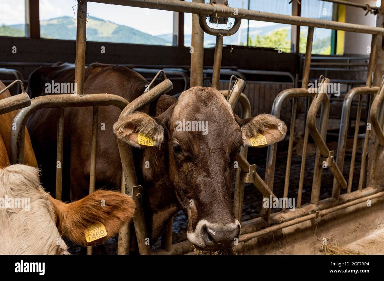 Cows eating hay in barn on a farm Stock Photo - Alamy