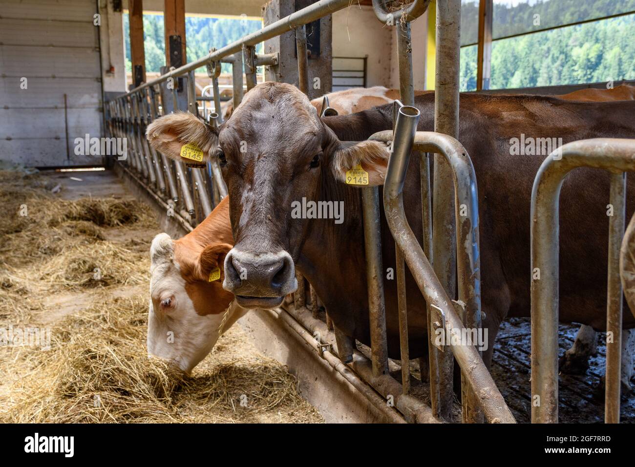Cows eating hay in barn on a farm Stock Photo - Alamy
