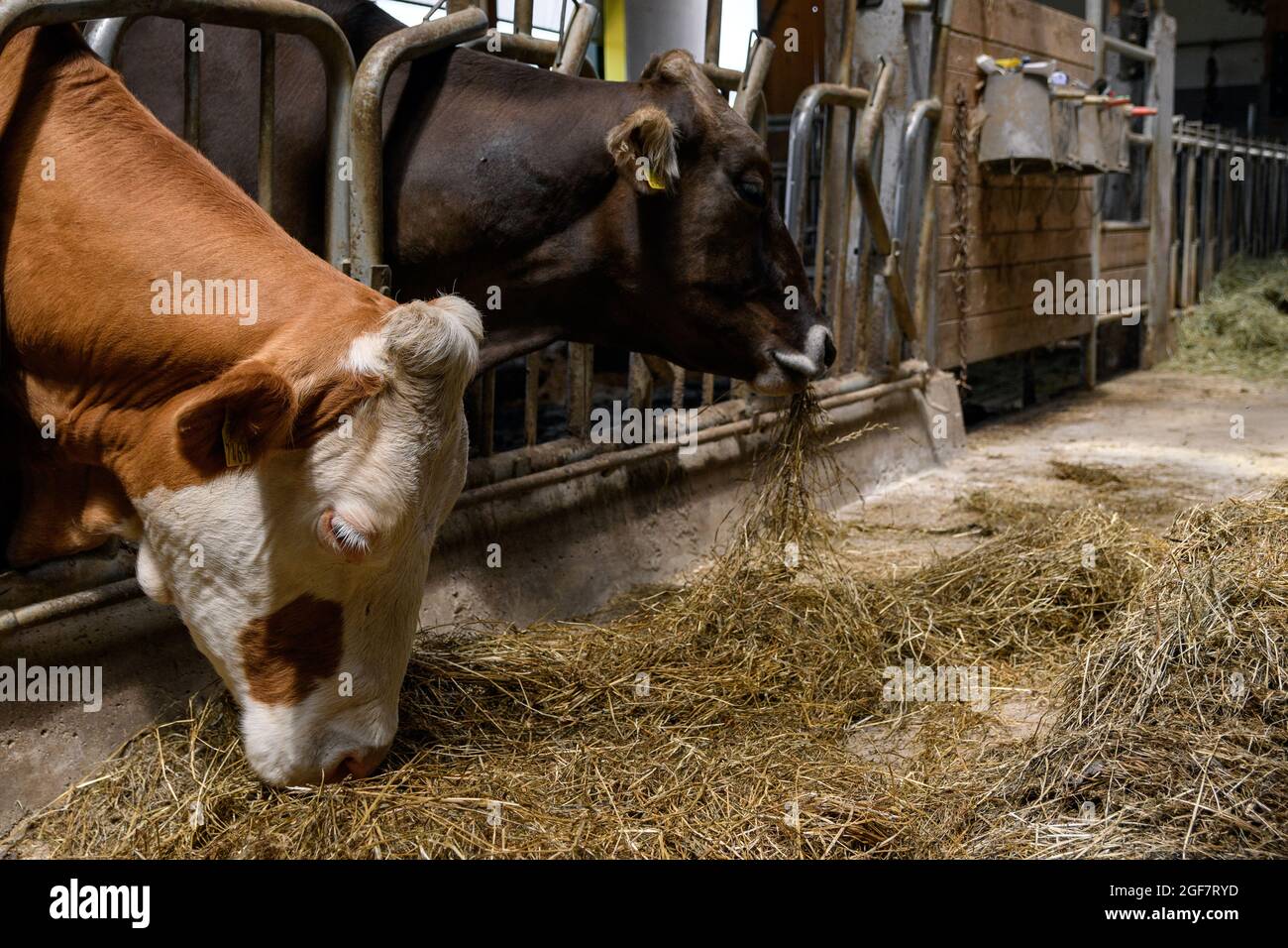 Cows eating hay in barn on a farm Stock Photo - Alamy