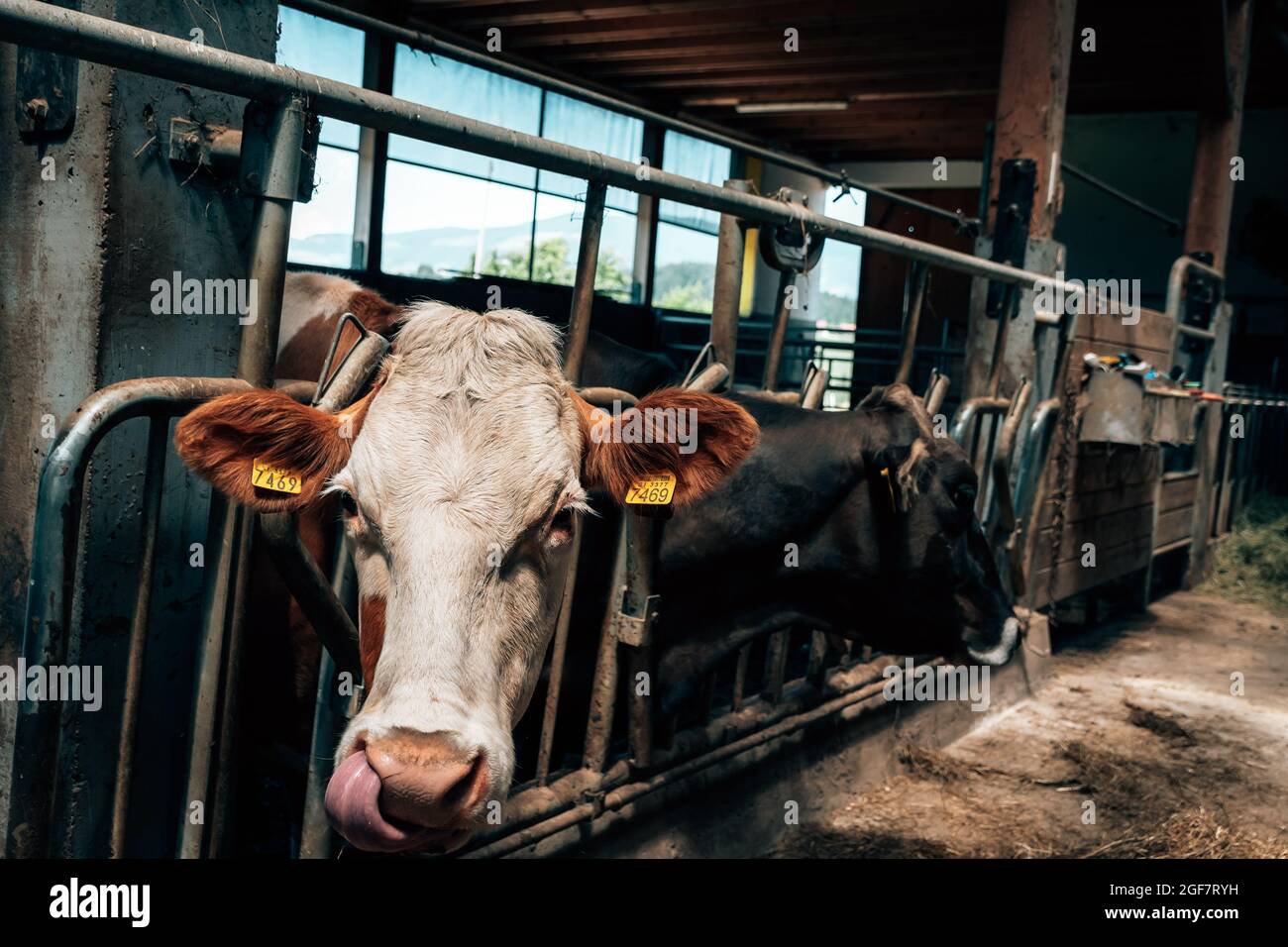 Cows eating hay in barn on a farm Stock Photo - Alamy