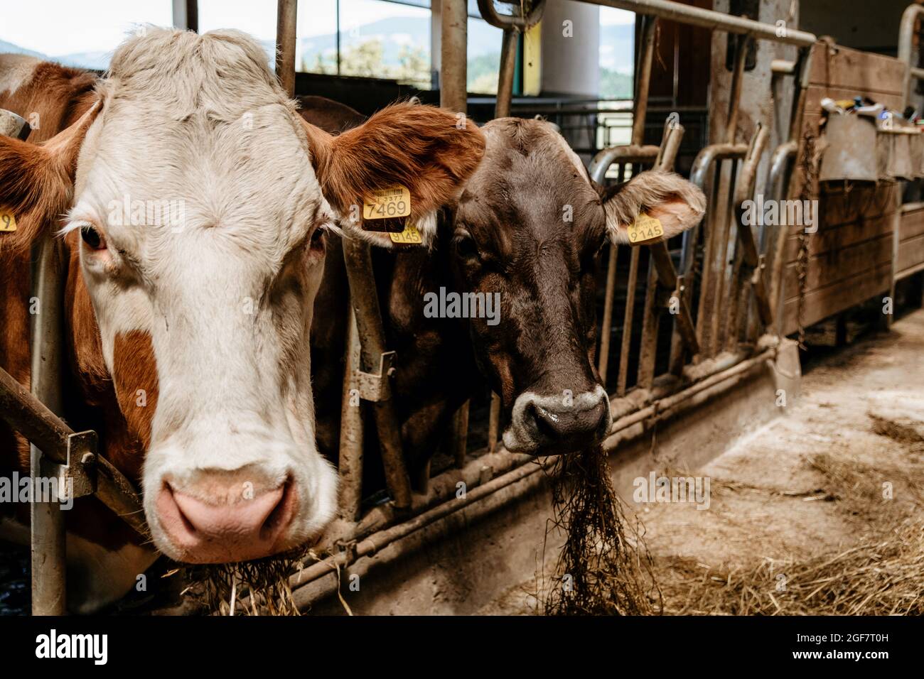 Cows eating hay in barn on a farm Stock Photo - Alamy