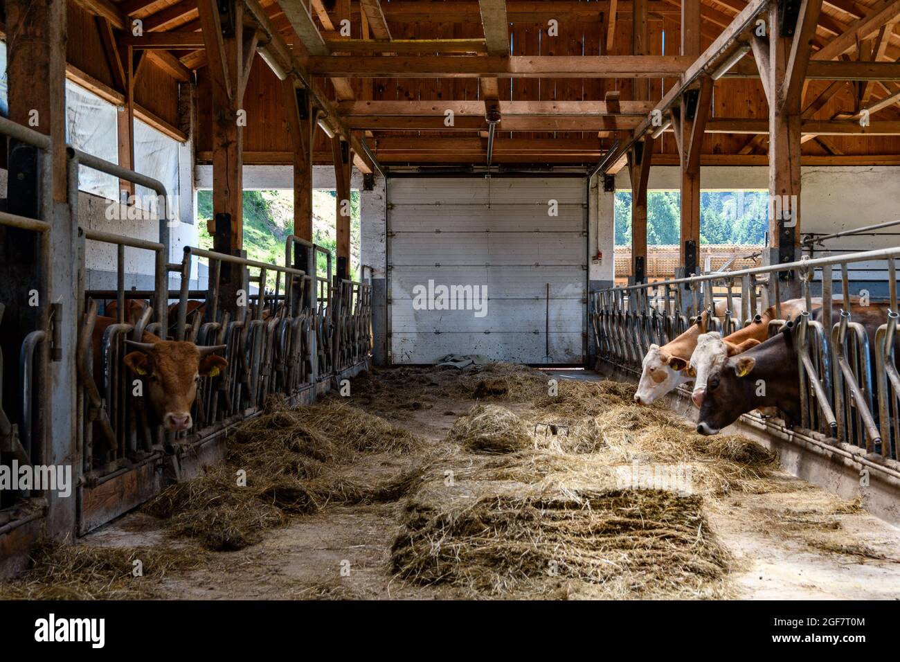 Dairy cow eating hay on hi-res stock photography and images - Alamy