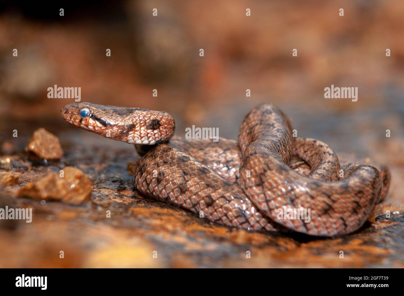Southern smooth snake, Coronella girondica, on a rock Stock Photo - Alamy