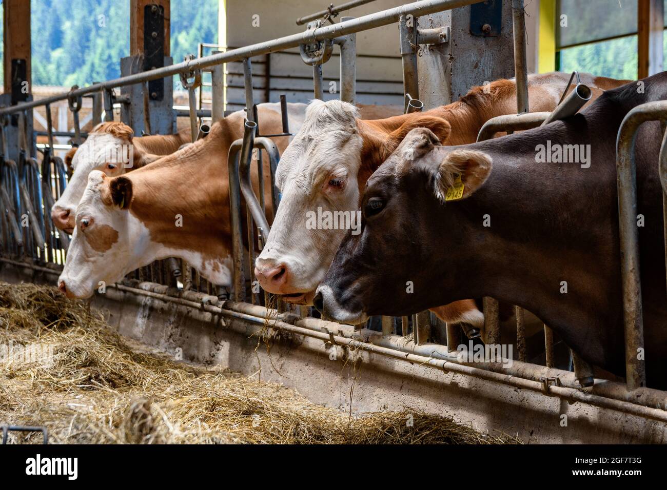 Cows eating hay in barn on a farm Stock Photo - Alamy