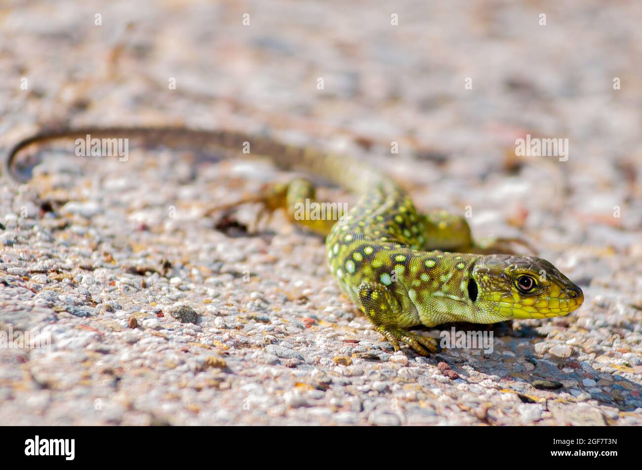 Ocellated lizard, Timon lepidus young in nature Stock Photo - Alamy