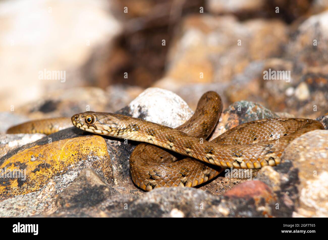 A water snake (Natrix maura) in nature Stock Photo - Alamy