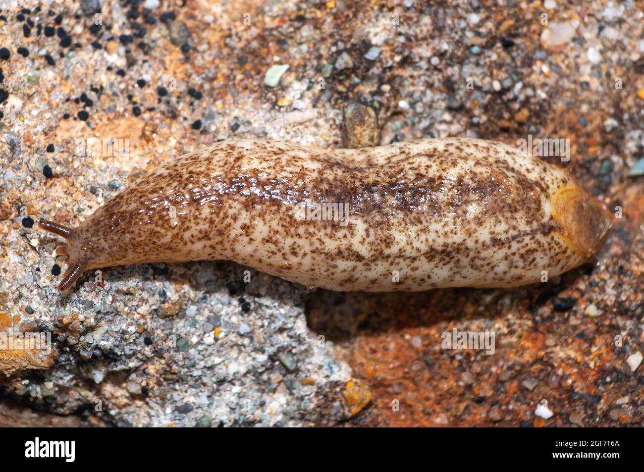 A Slug with shell in a rock Stock Photo - Alamy
