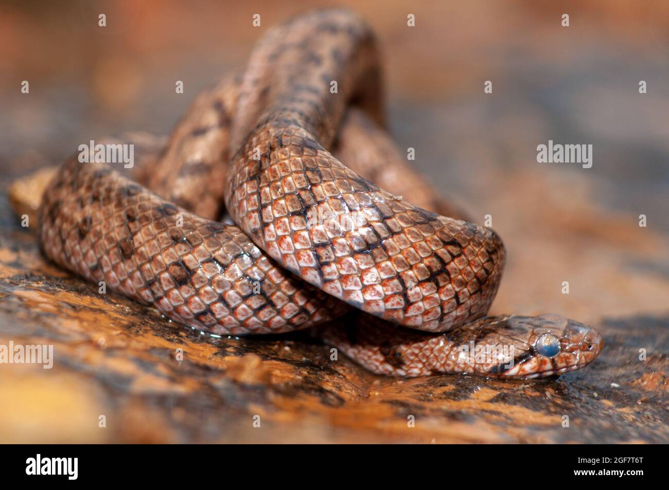 Southern smooth snake, Coronella girondica, on a rock Stock Photo - Alamy
