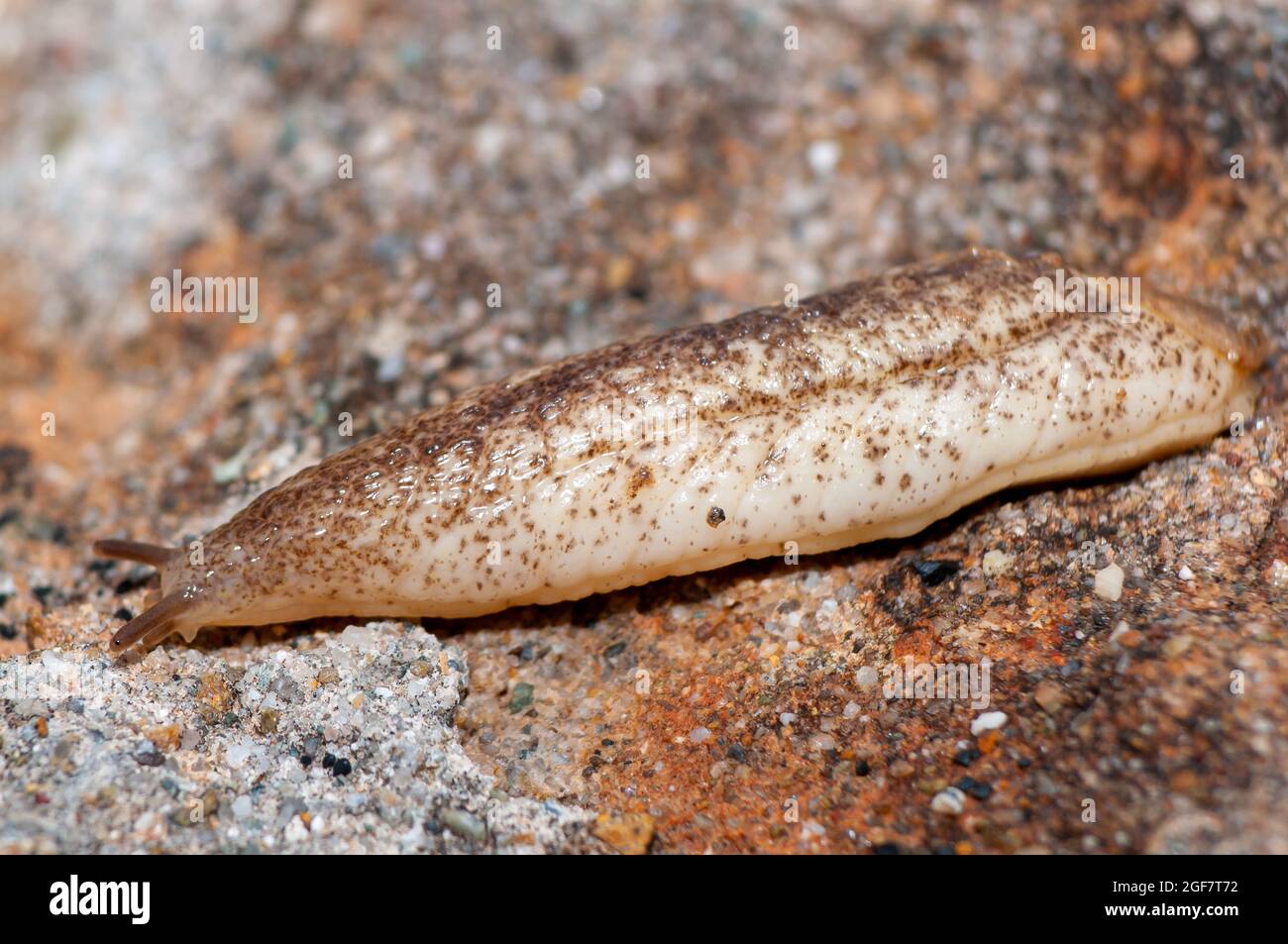 A Slug with shell in a rock Stock Photo - Alamy