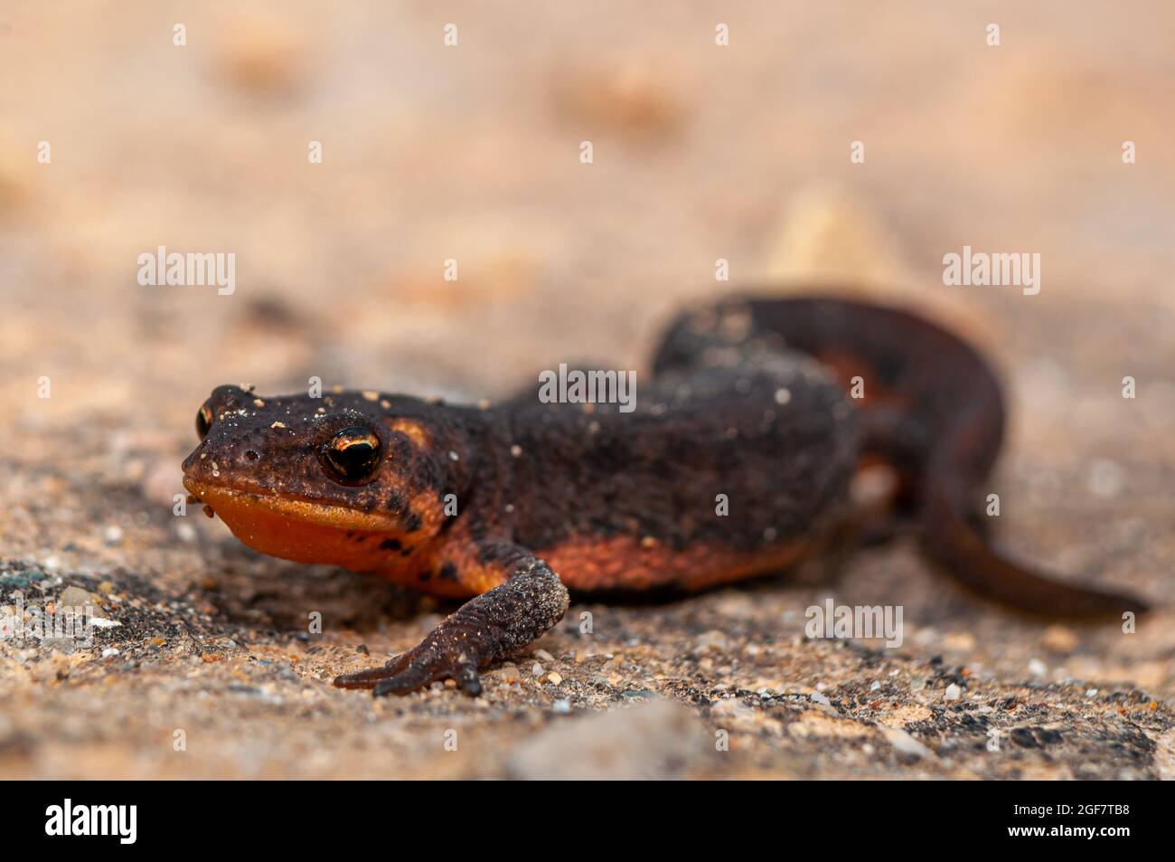 Ommatotriton ophryticus, northern banded newt, outside water form Stock ...