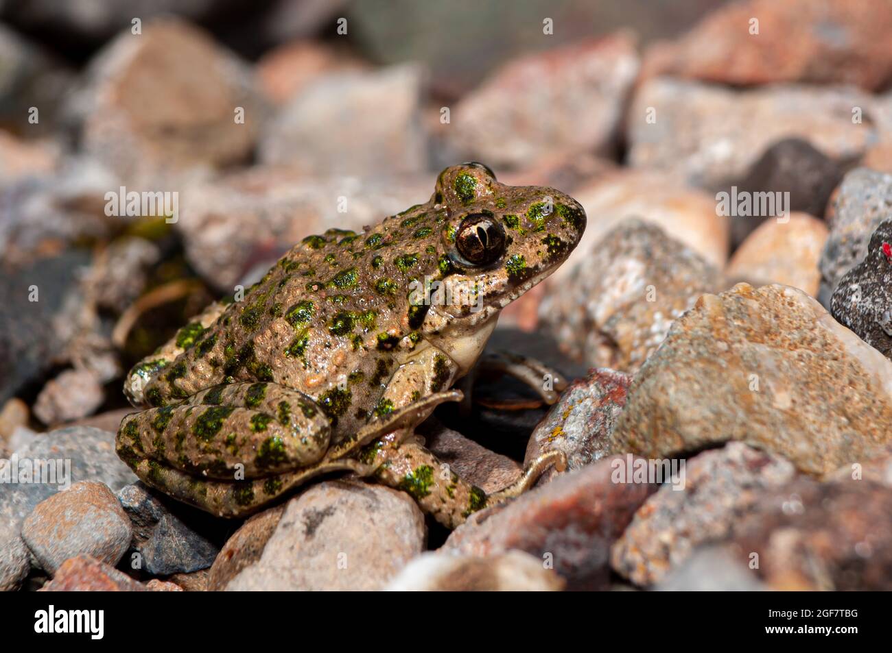 Common parsley frog, Pelodytes punctatus, in the ground Stock Photo - Alamy