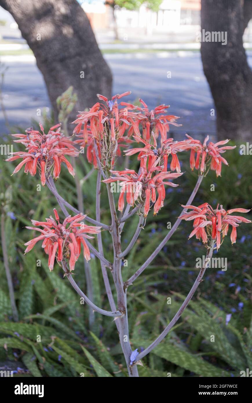 Aloe Vera flower in street of guatemala city Stock Photo - Alamy