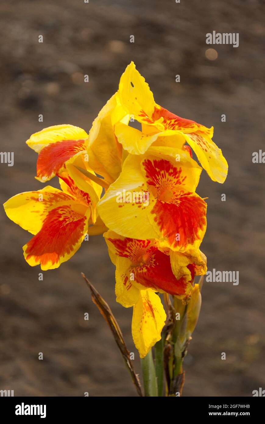 Canna indica canna lily hi-res stock photography and images - Alamy