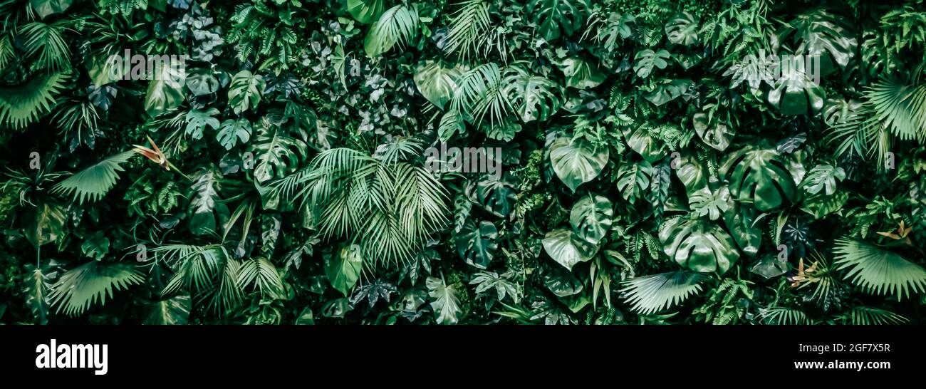 Tropical leaves as nature and environmental background, botanical ...