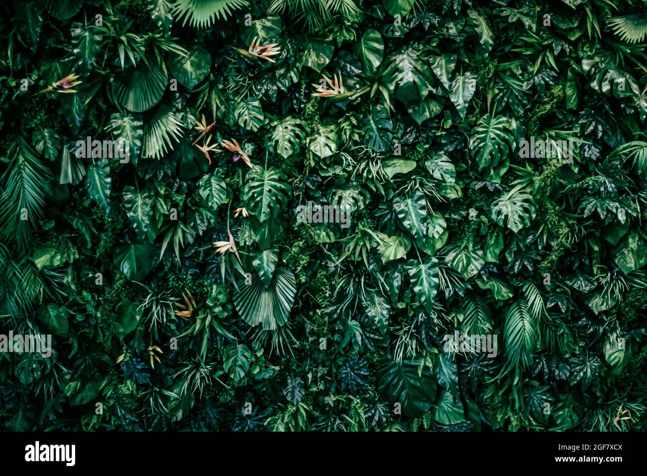 Tropical leaves as nature and environmental background, botanical ...