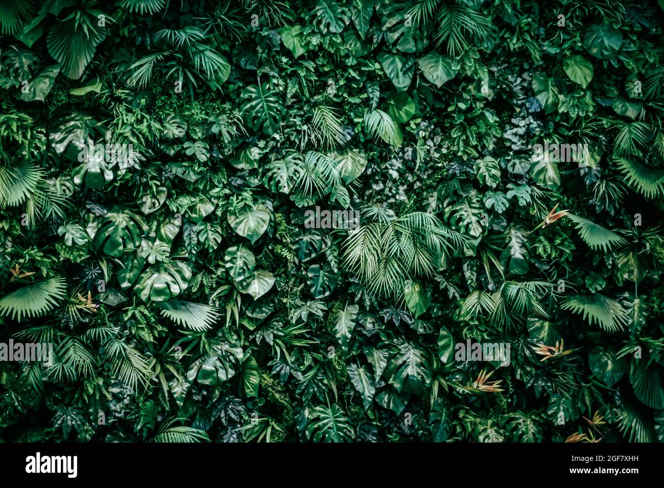 Tropical leaves as nature and environmental background, botanical ...
