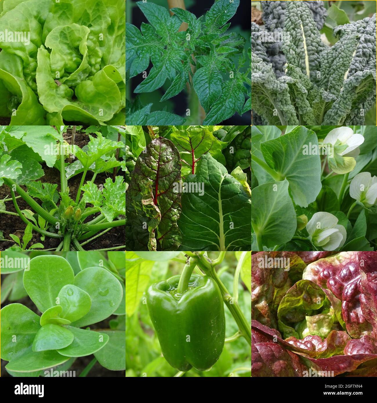 collage of nine green vegetables, lettuce, tomato, palm cabbage ...