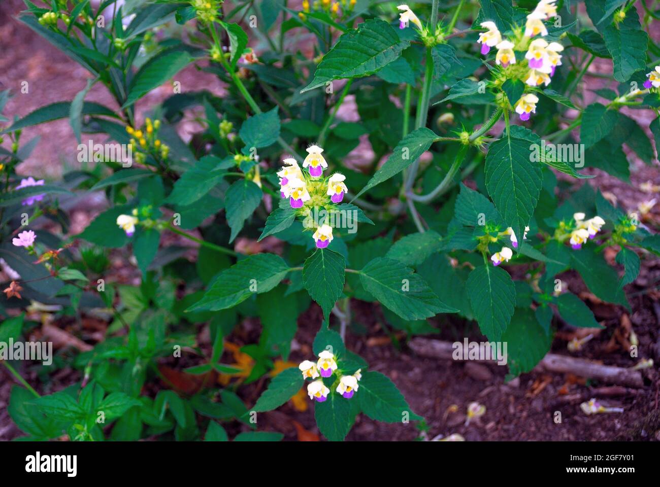 Slovenia, Mount Mrzli, wild snap-dragon Stock Photo - Alamy