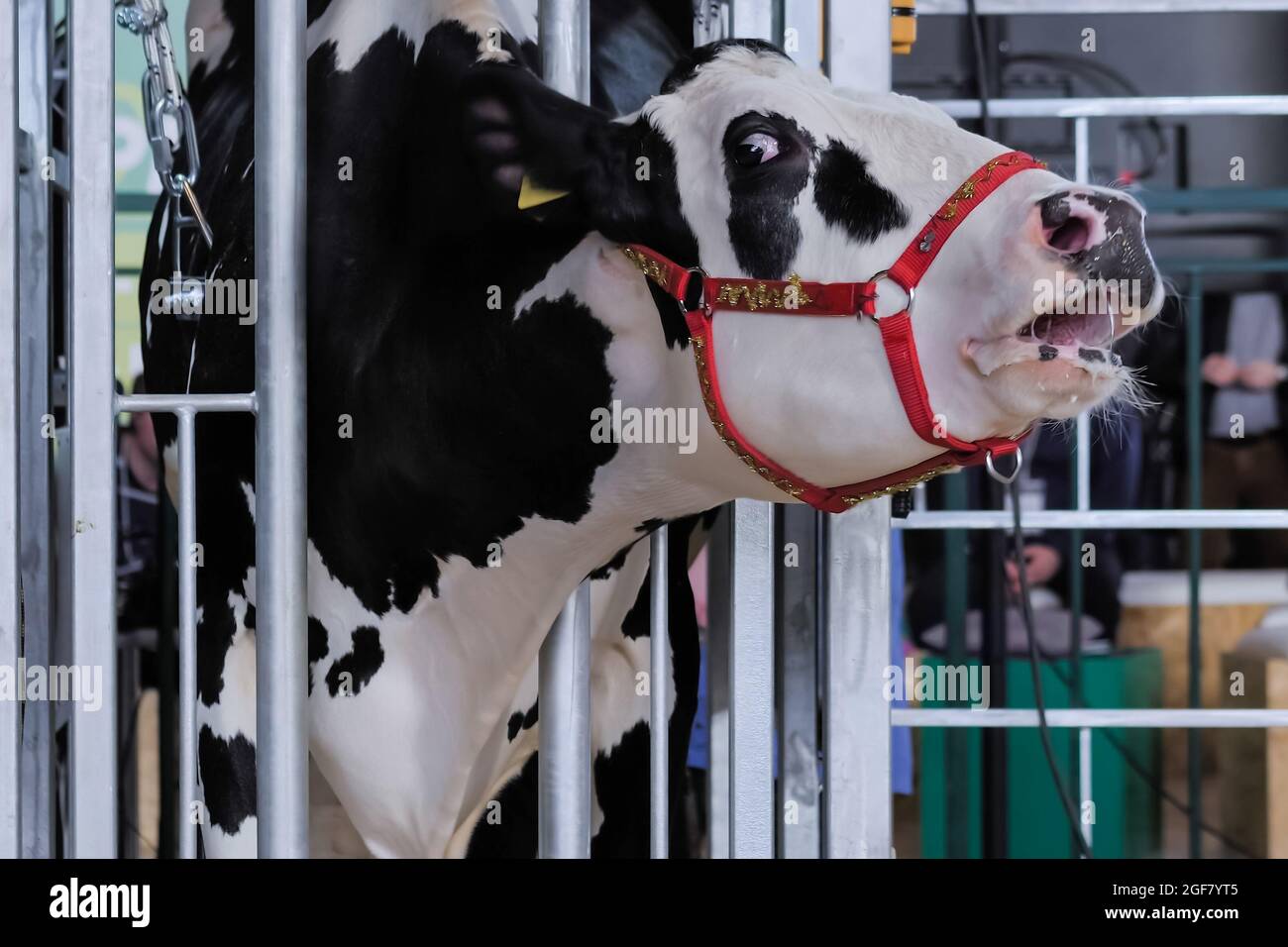 Scared black and white Holstein cow screaming at agricultural animal exhibition Stock Photo - Alamy