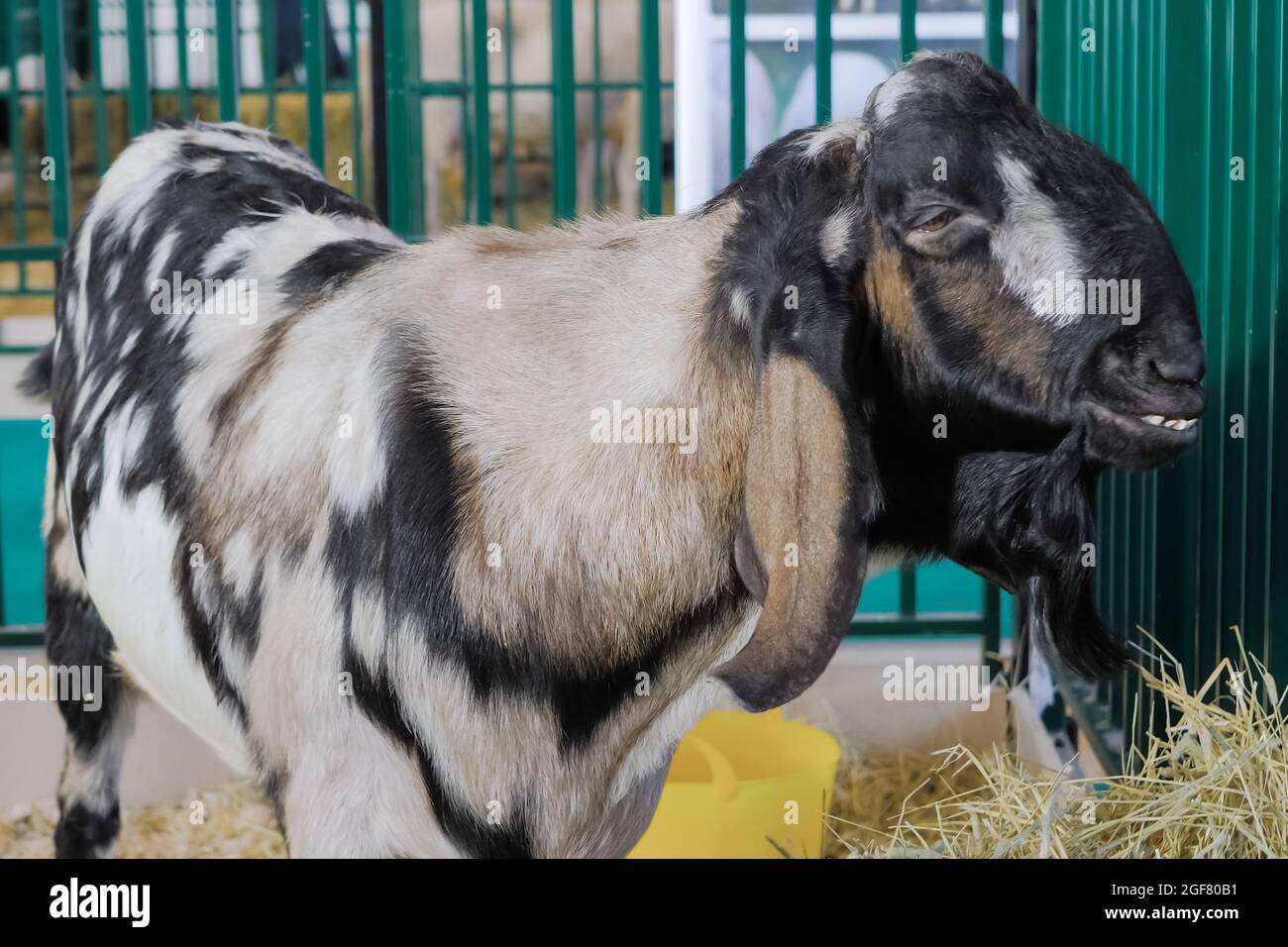 Nubian Show Goats