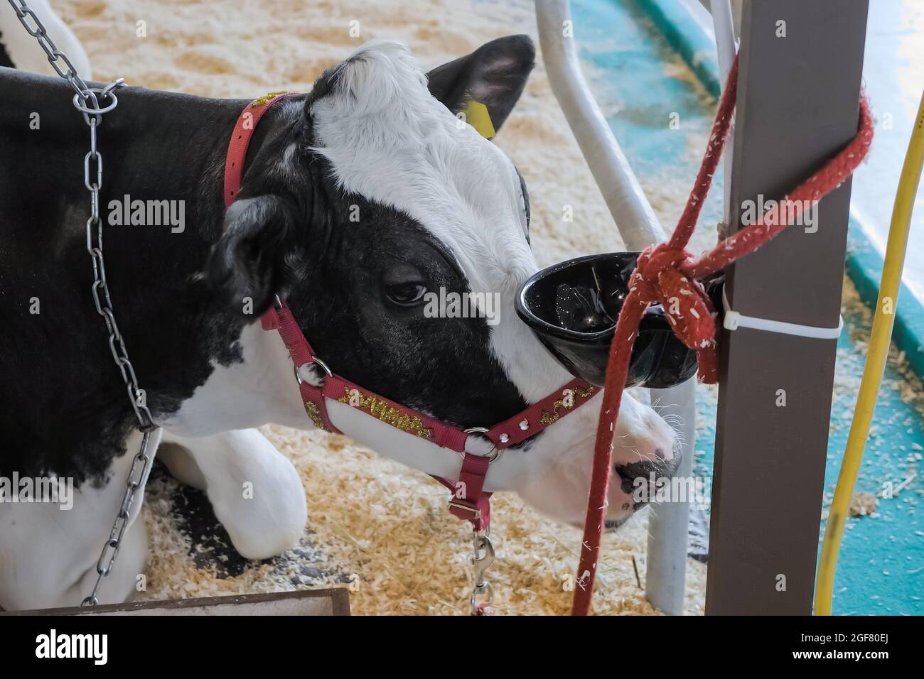 Portrait of black and white Holstein cow at animal farming exhibition ...