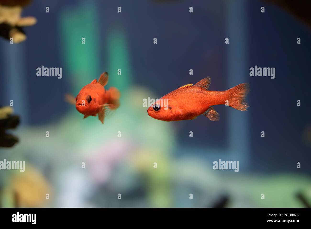 Beautiful tropical sea small red fish Stock Photo - Alamy