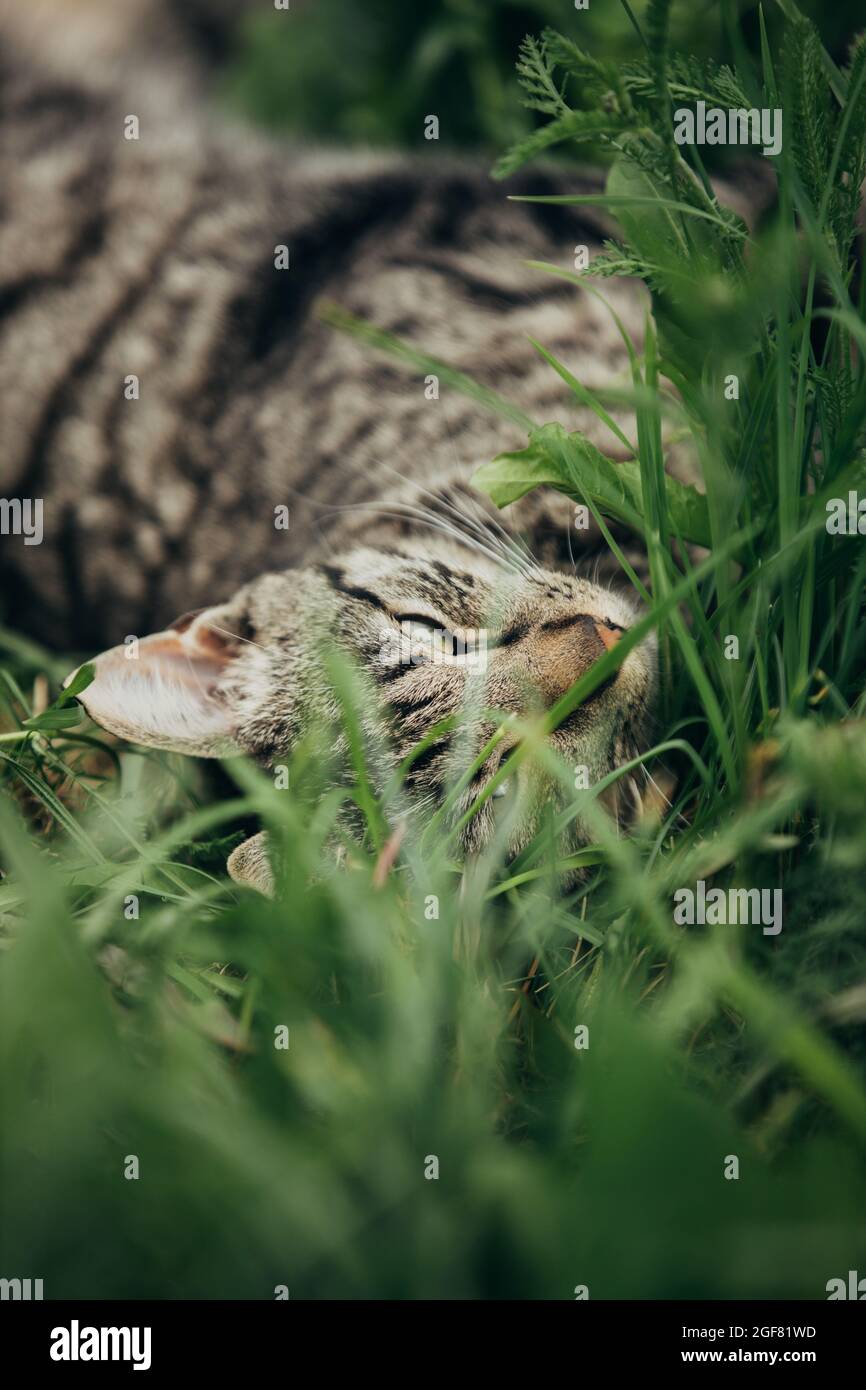 Getigerte Katze im Gras Stock Photo - Alamy