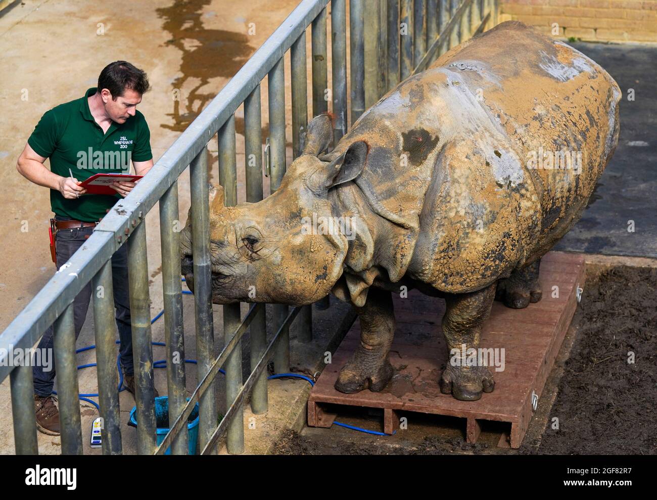 Beluki, a Greater one-horned rhinoceros with keeper Phil Curzon during ...