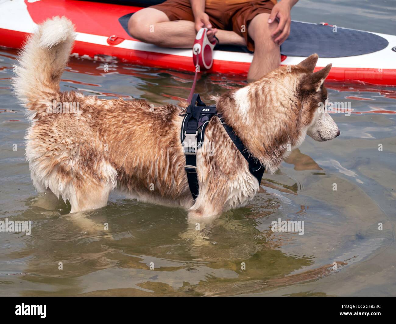 Wet husky dog and spray of water. A beautiful husky is swimming in the ...