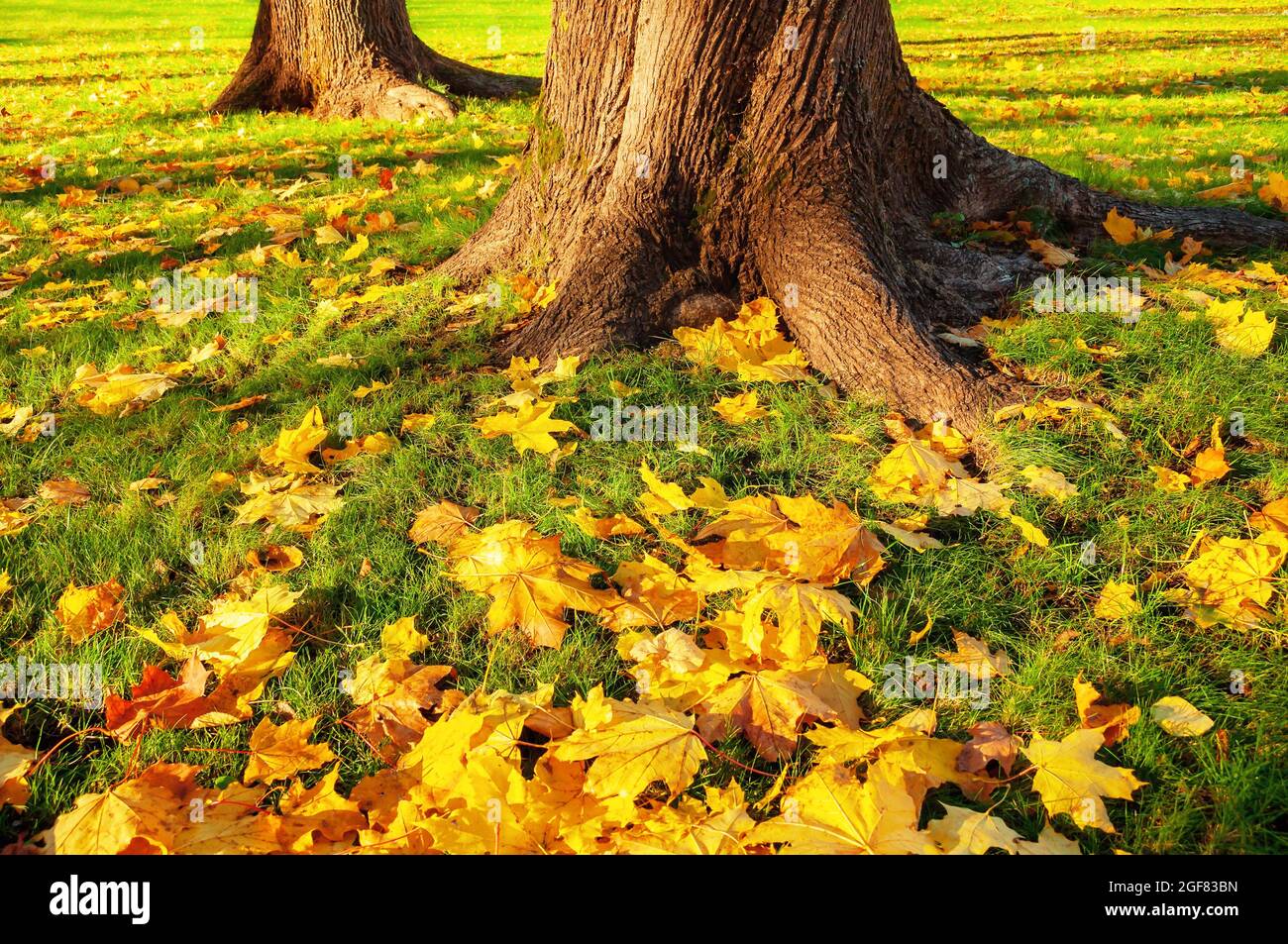 Autumn leaves on the ground under the park autumn trees at sunset Stock ...