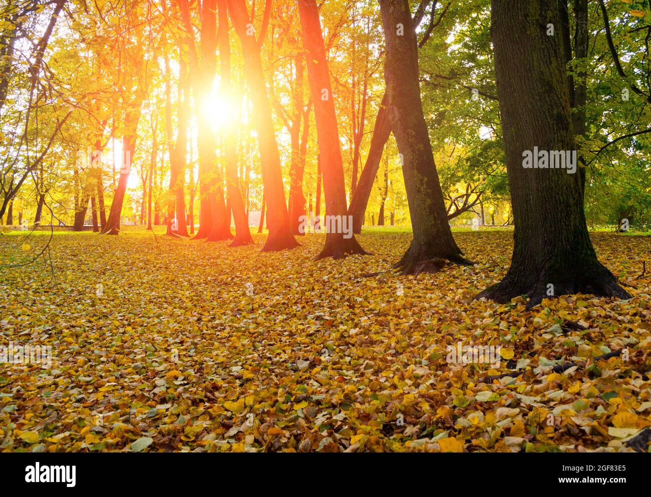 Autumn sunny landscape scene of autumn park at sunset. Park autumn ...