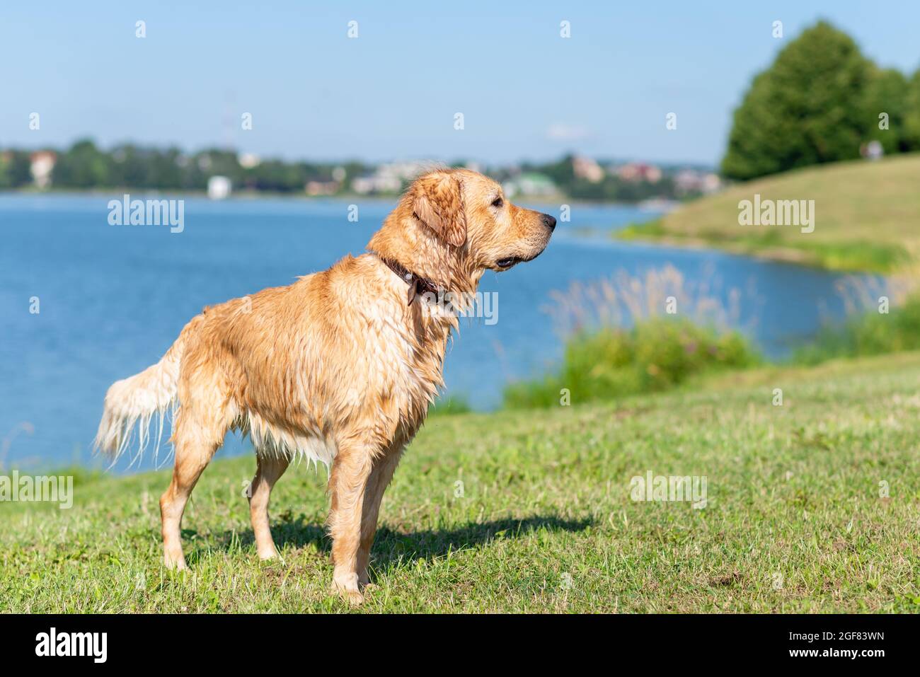 Wet Golden labrador dog staying near the water.Very happy Labrador ...
