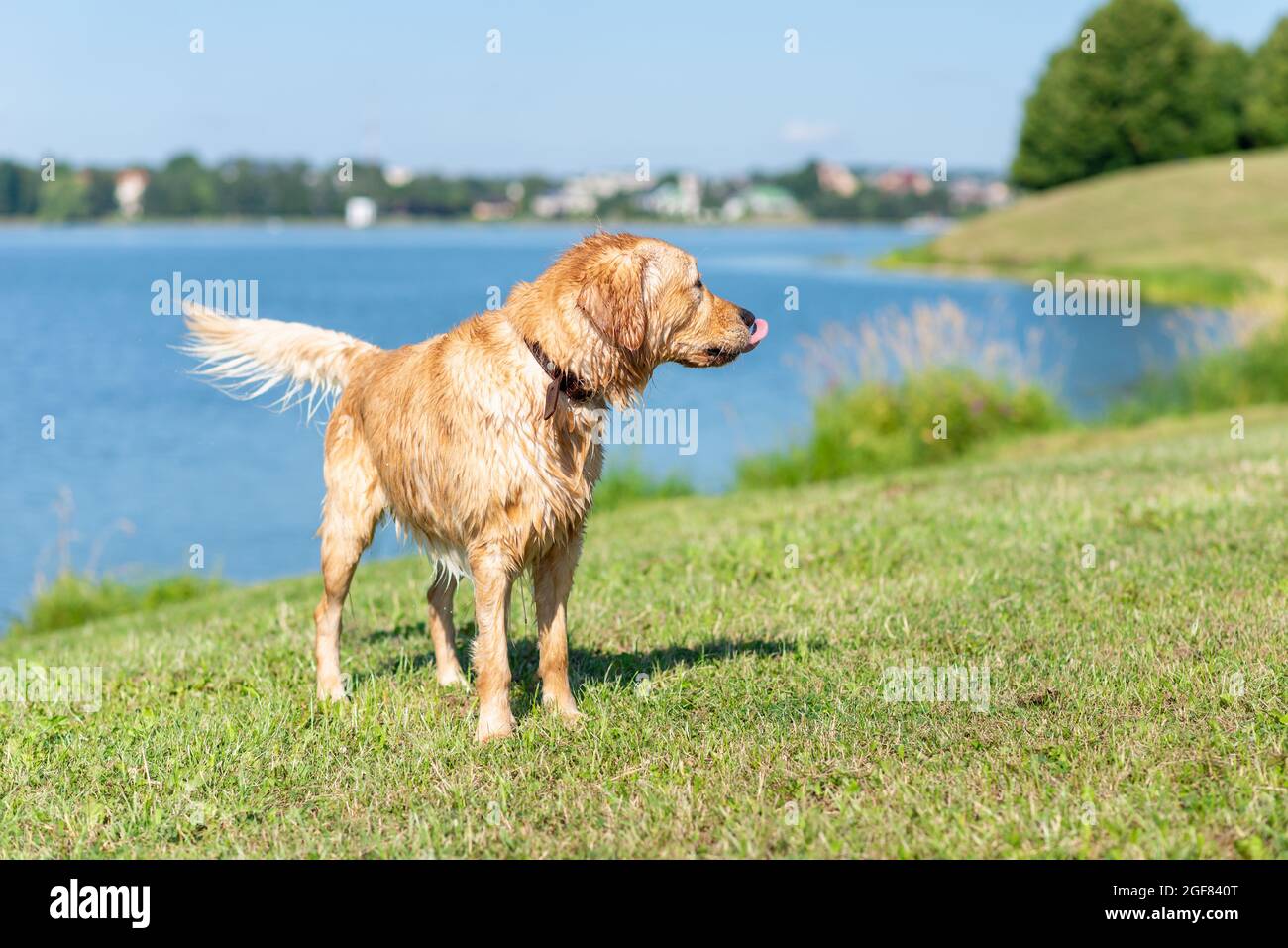Wet Golden labrador dog staying near the water.Very happy Labrador ...