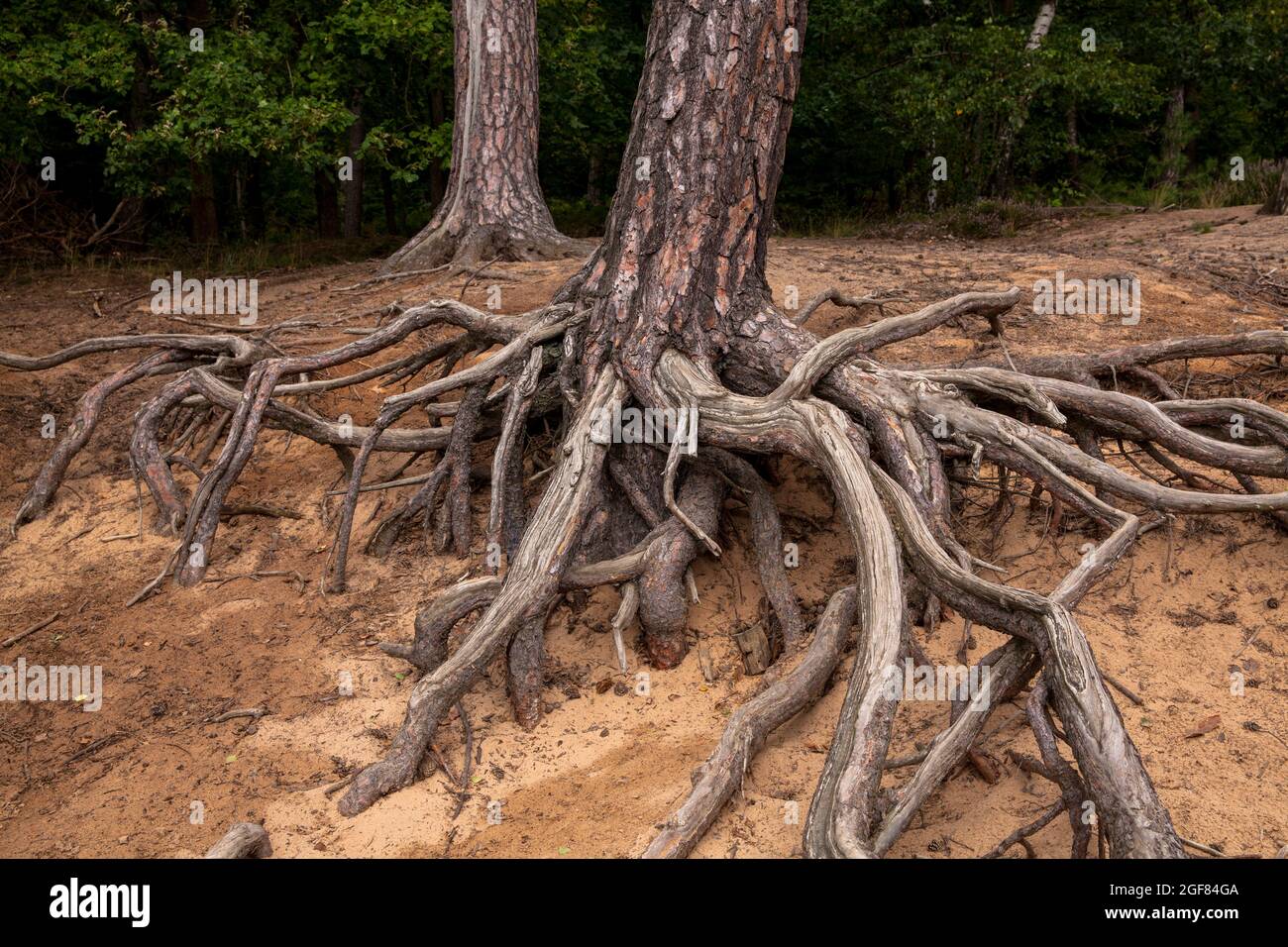 Baumwurzeln tree roots hi-res stock photography and images - Alamy