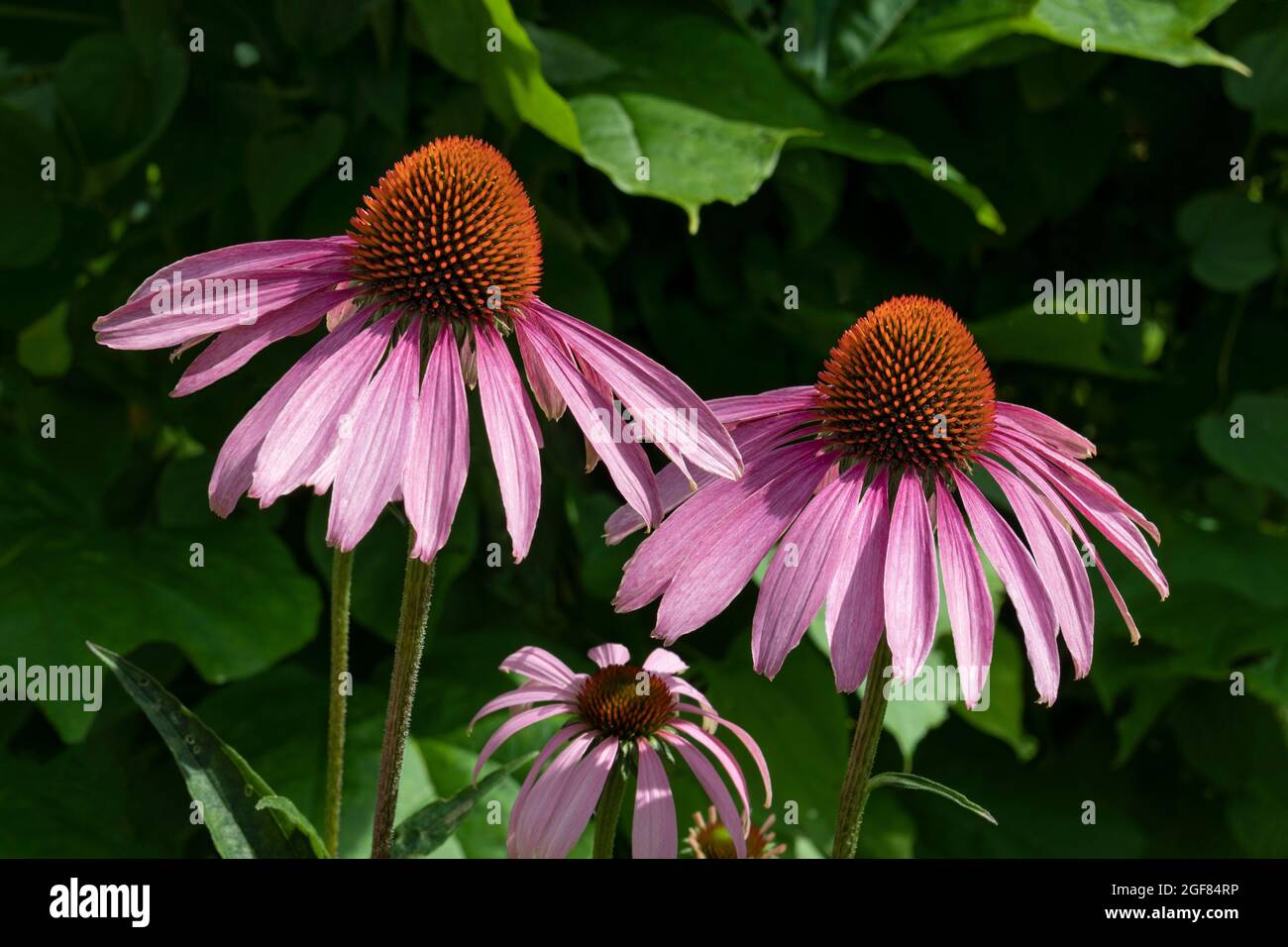 Close up of coneflower flowers or echinacea in the garden hi-res stock ...