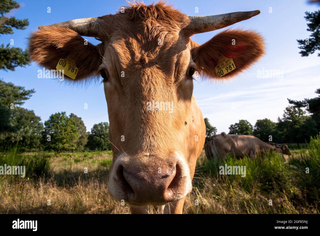 Glan cattle in the Wahner Heath, Cologne, Germany. Glanrinder in der ...