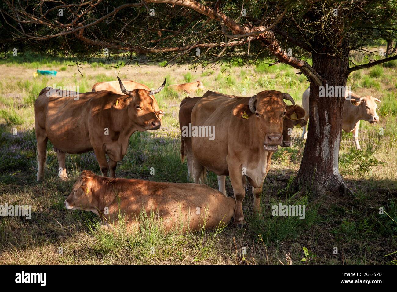 Glan cattle in the Wahner Heath, Cologne, Germany. Glanrinder in der ...