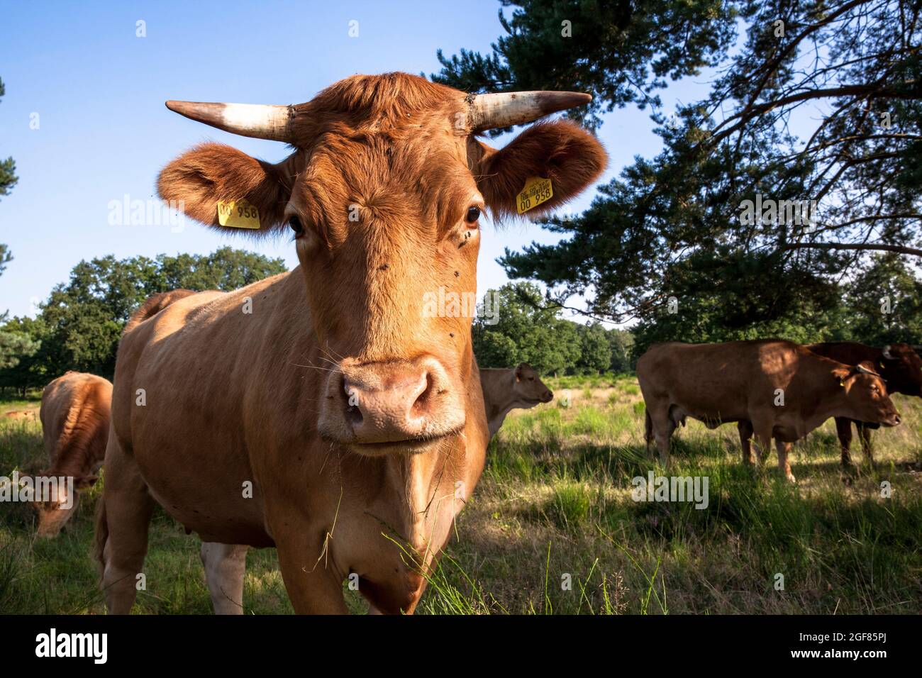 Glan cattle in the Wahner Heath, Cologne, Germany. Glanrinder in der ...