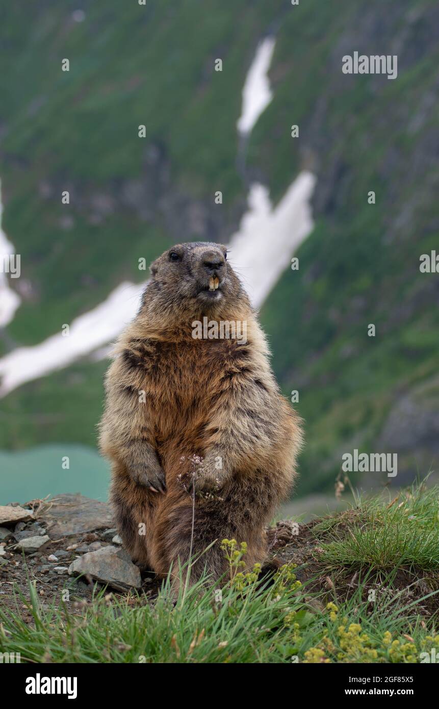 Marmots at the Kaiser-Franz-Josefs Höhe on the Grossglockner Alpine ...