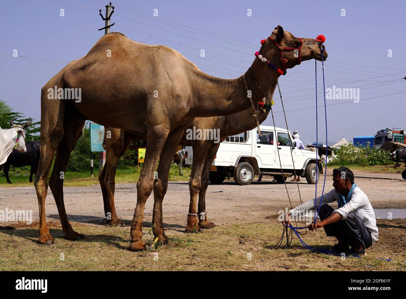 An Indian Camel Trader with his camels at the cattle fair, where ...
