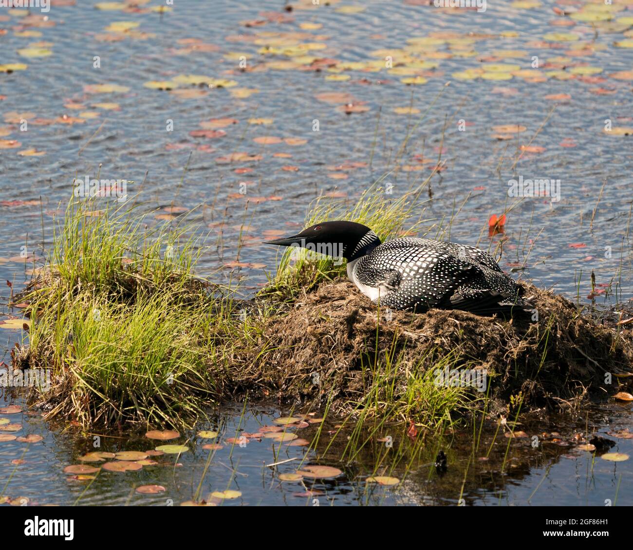 Common Loon head side looking towards the sky on its nest with marsh ...