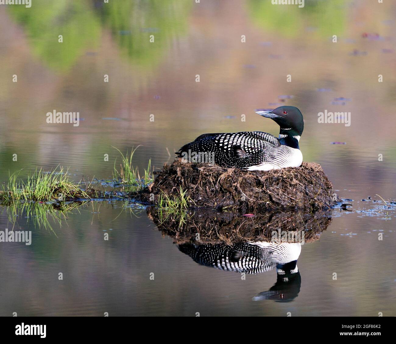Loon nesting on its nest with marsh grasses, mud and water in its environment and habitat ...