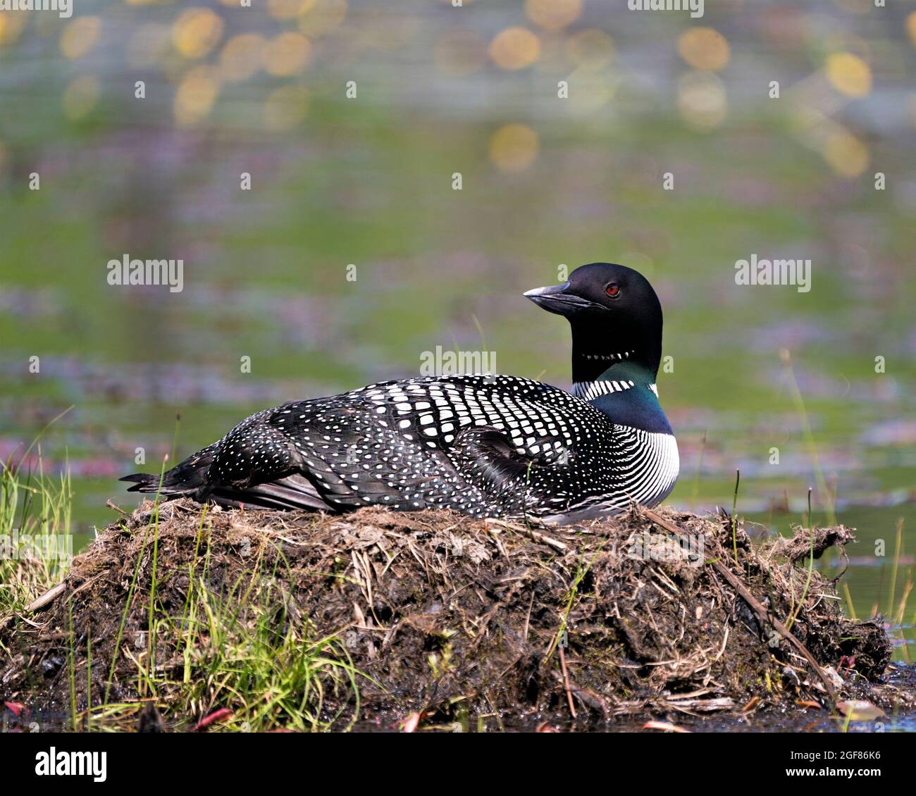 Common Loon close-up view nesting on its nest with marsh grasses, mud and water in its ...