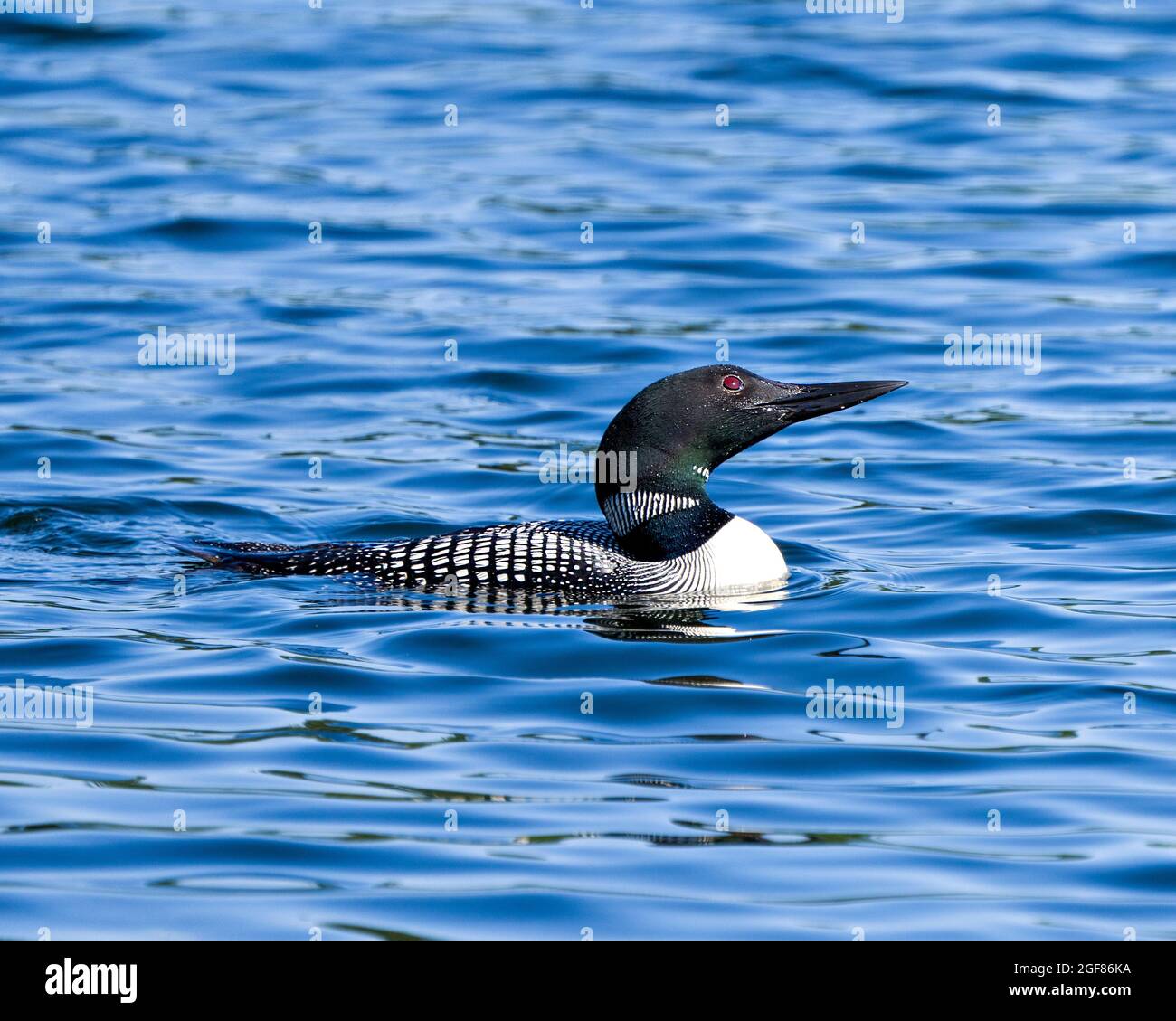 Common Loon swimming in ripple water and looking towards the sky in its ...