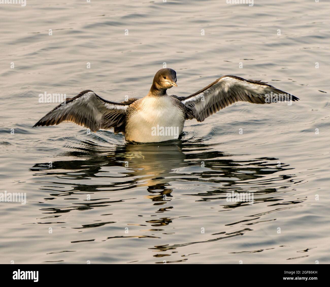Common Loon immature young bird swimming in its environment and habitat ...