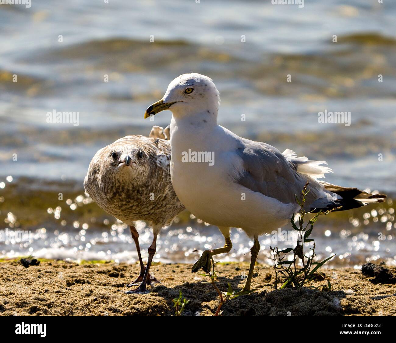 Seagull adult with a young seagull by the beach with a blur background ...