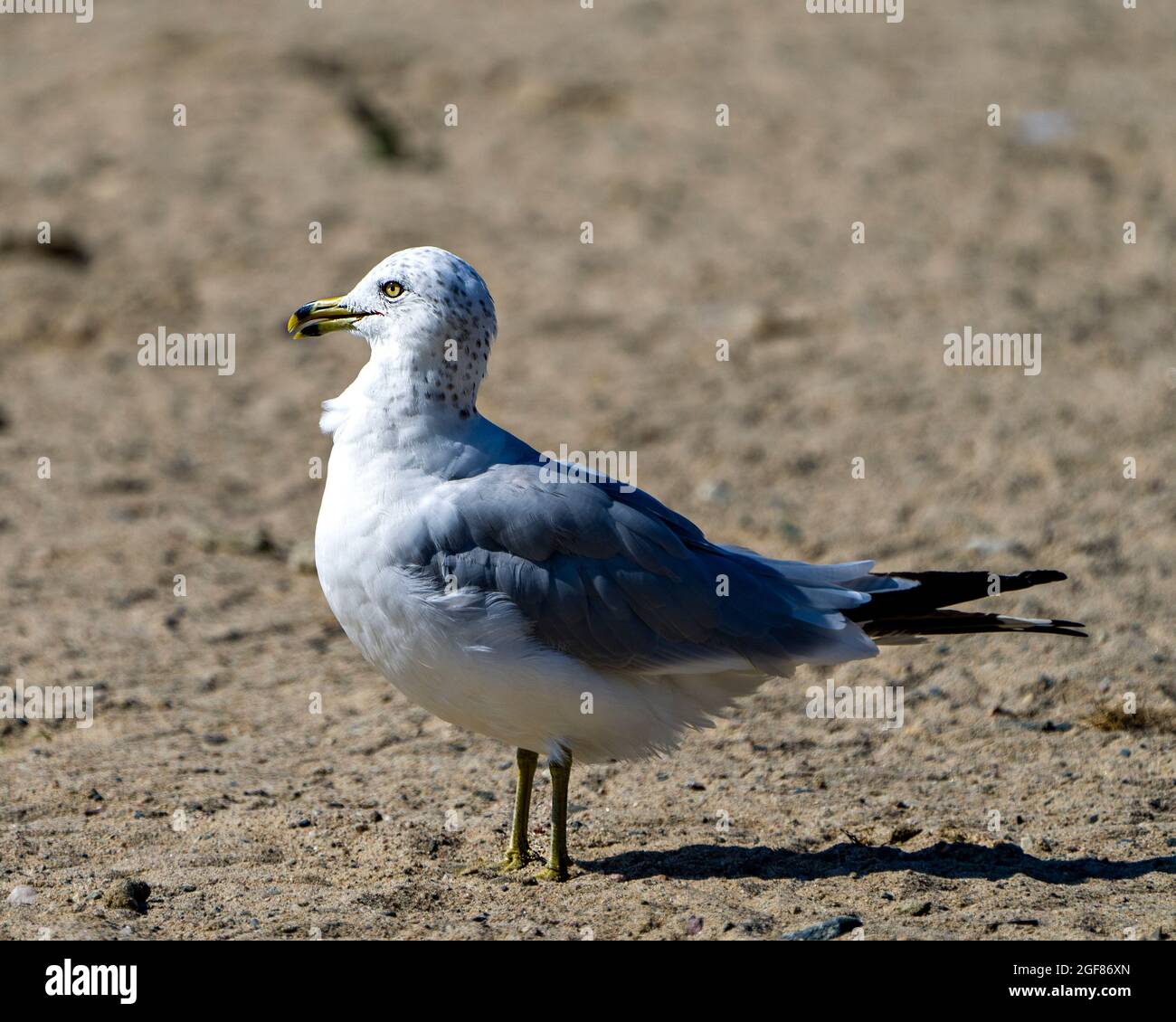 Profile of a seagull hi-res stock photography and images - Alamy