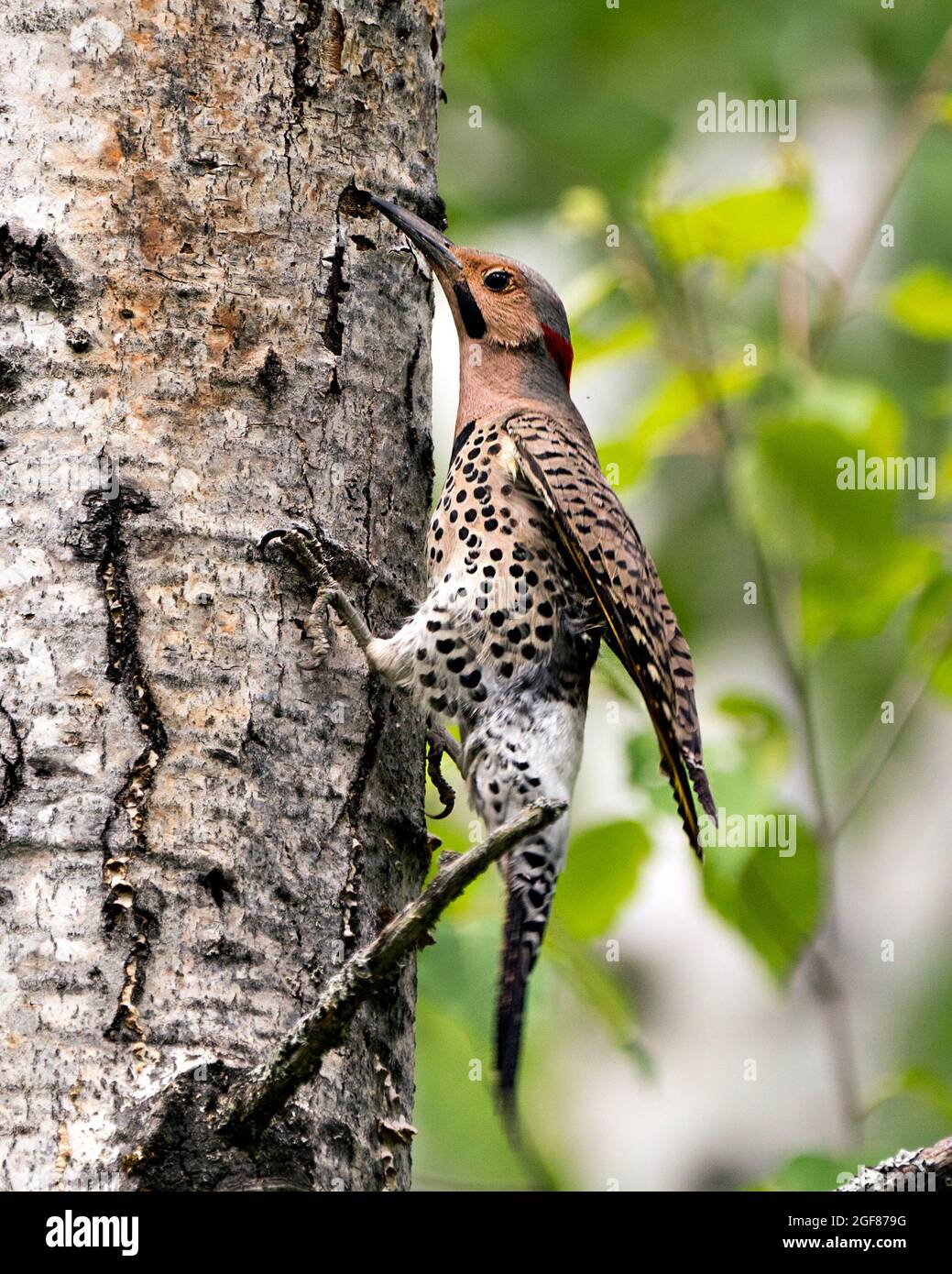 Northern Flicker male bird close-up view, creeping on a tree trunk with ...